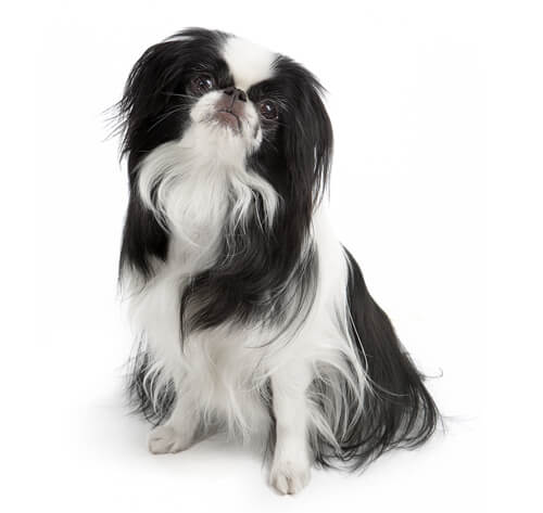 Japanese Chin ou Spaniel Japonês - Raças de Cães | Purina PT