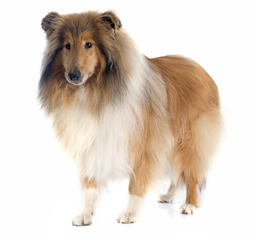 Rough Collie / Collie de pelo Áspero - Raças de Cão | Purina PT