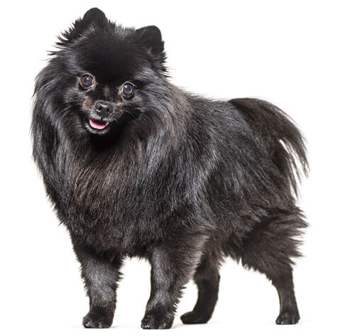 Spitz Alemão Médio - Raças de Cão| Purina PT