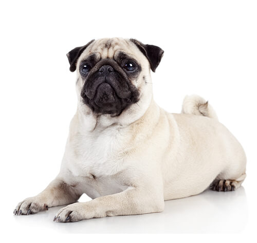 Descubra tudo sobre a raça de cão Pug | PURINA