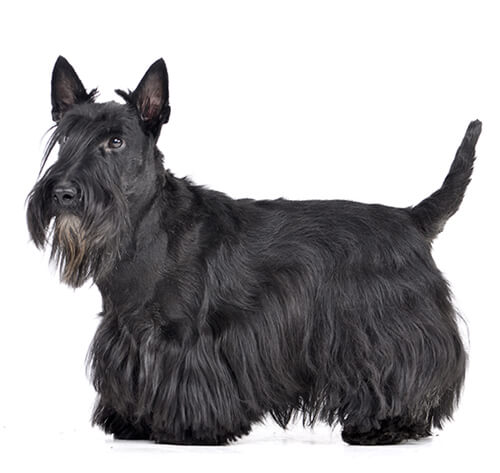 Terrier Escocês - Todas as raças de Cães | PURINA