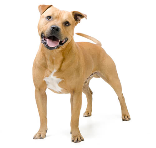 Staffordshire Bull Terrier - Raças de Cão| PURINA