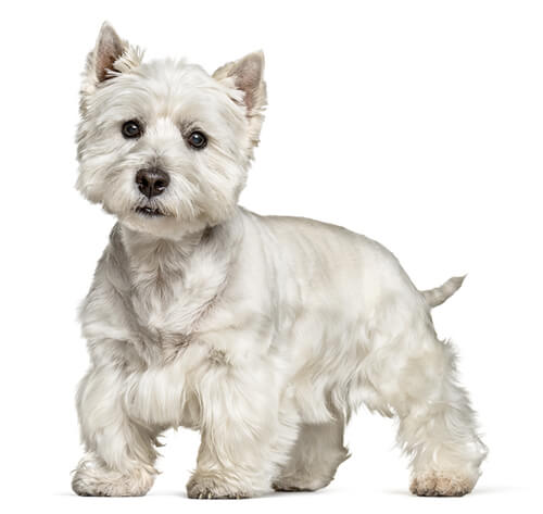West Highland White Terrier - Raças de Cão| PURINA