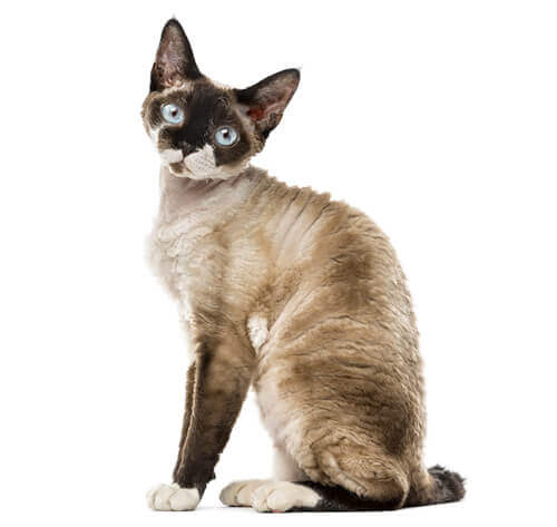 Devon Rex - Todas as Raças de Gatos | PURINA