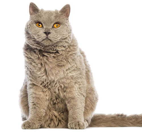 Conheça o Selkirk Rex - Raças de Gatos | PURINA