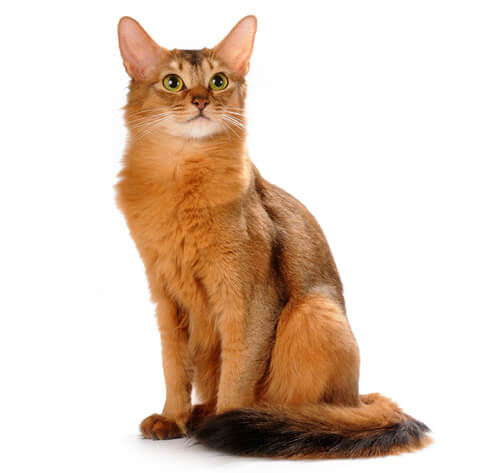 Conheça o Gato Somali - Raças de Gatos | PURINA