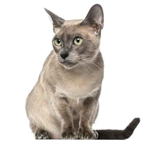 Gato Tonquinês - Raças de Gatos | PURINA