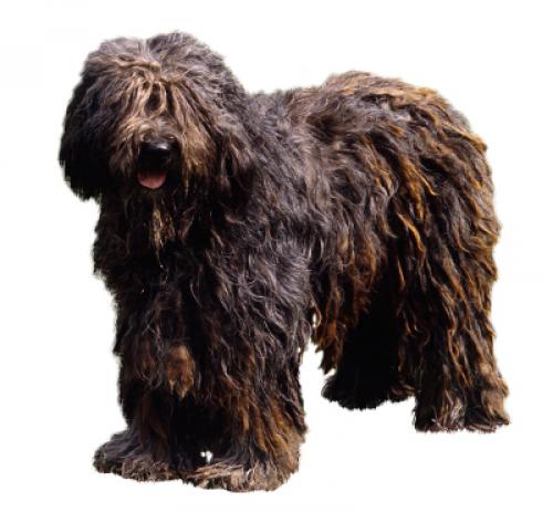 Pastor Bergamasco - Raças de Cão| Purina PT