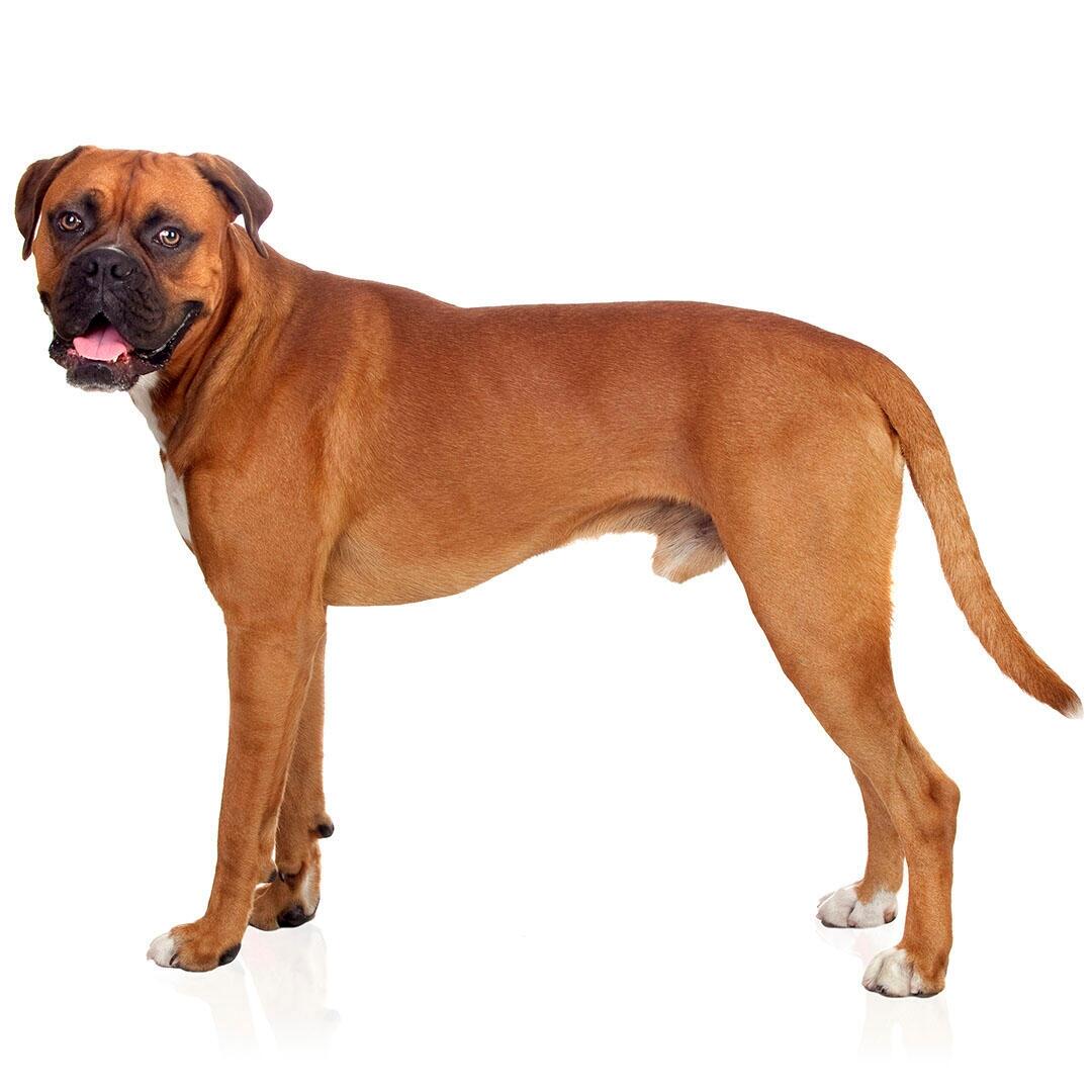 Descubra tudo sobre a raça de cão Boxer | PURINA