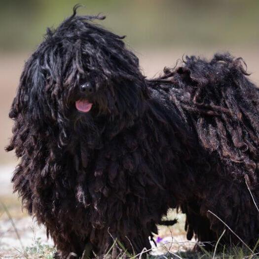 Puli Húngaro - Raças de Cão| PURINA