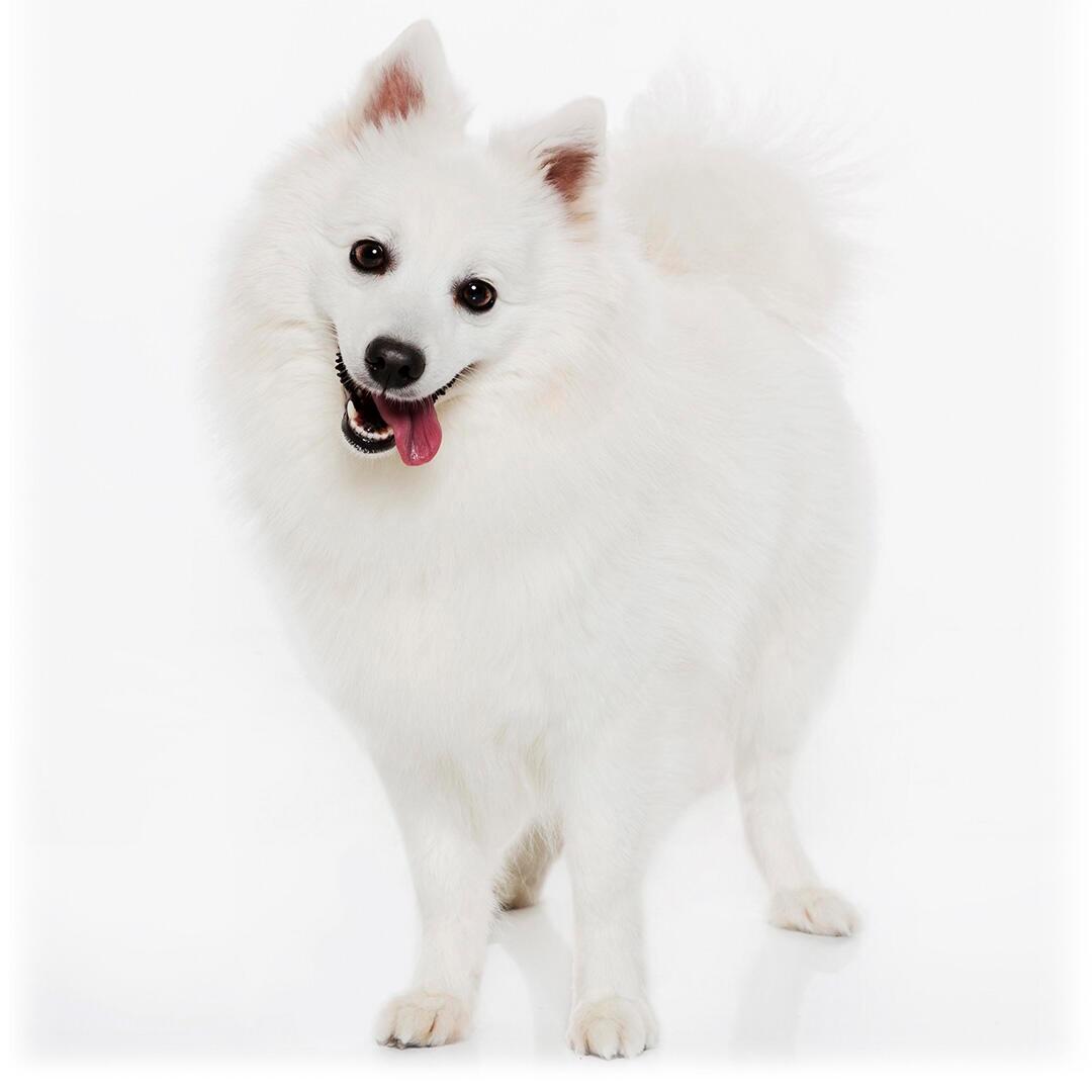 Japanese Spitz - Raças de Cão| PURINA