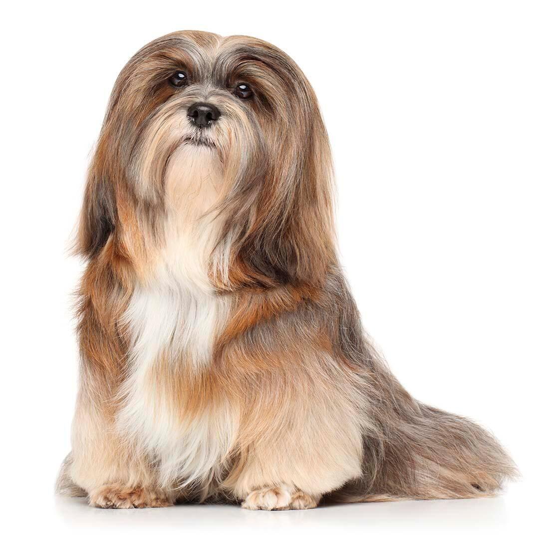 Lhasa Apso - Raças de Cão| PURINA