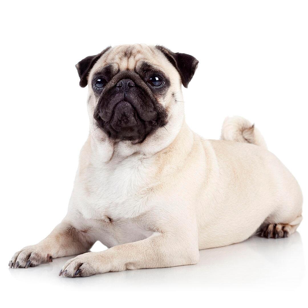 Descubra tudo sobre a raça de cão Pug | PURINA