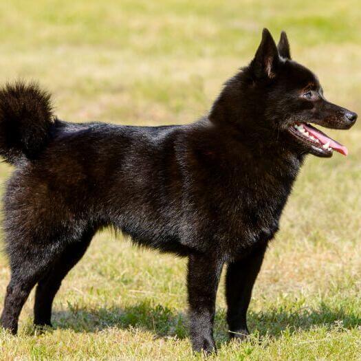 Schipperke - Raças de Cão| PURINA