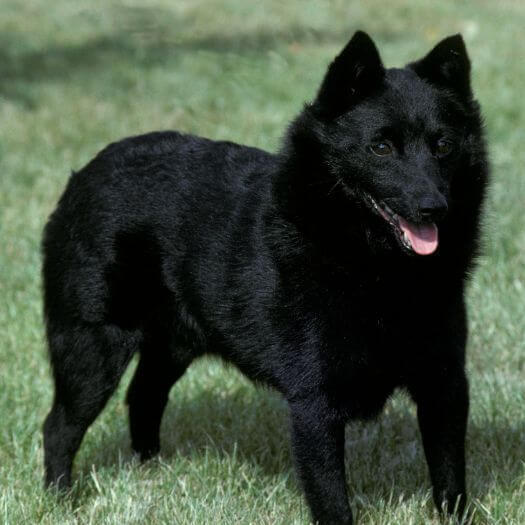 Schipperke - Raças de Cão| PURINA