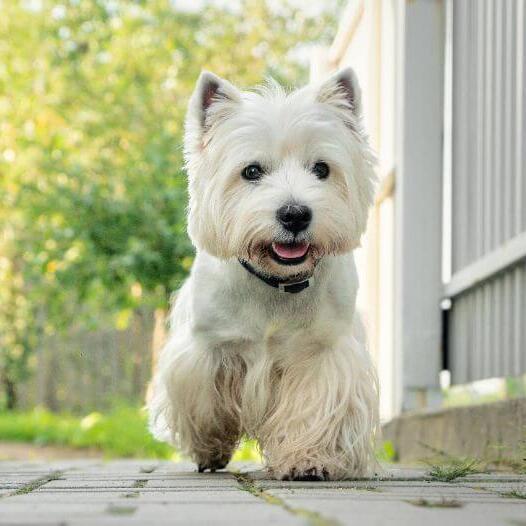 West Highland White Terrier - Raças de Cão| PURINA
