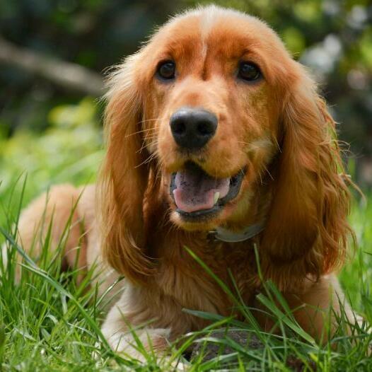 Cocker Spaniel Inglês - Raças de Cão | PURINA