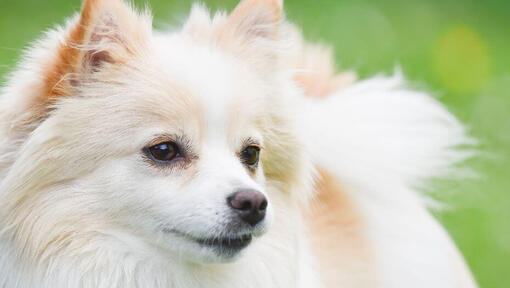 Spitz Alemão Anão/Lulu da Pomerânia - Raças de Cão | Purina PT