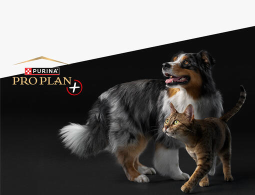 Purina: Especialistas em nutrição | PURINA